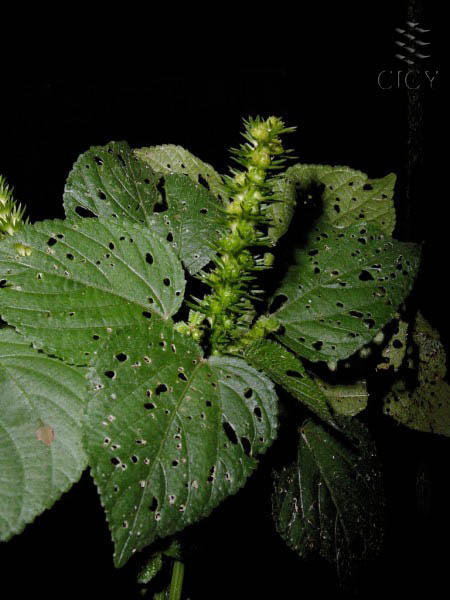 taxón acalypha setosa a rich