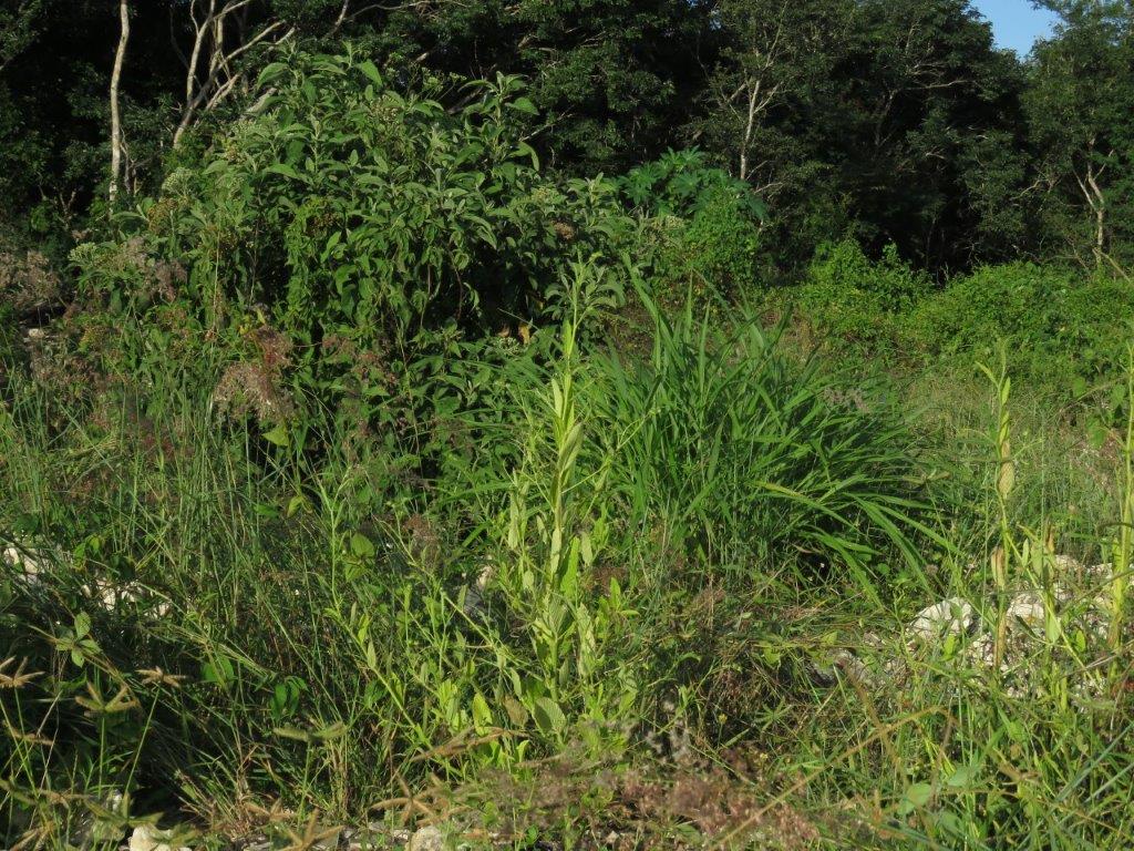 taxón caperonia palustris l a st hil