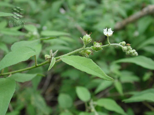Flora: Península de Yucatán