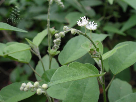 Flora: Península de Yucatán