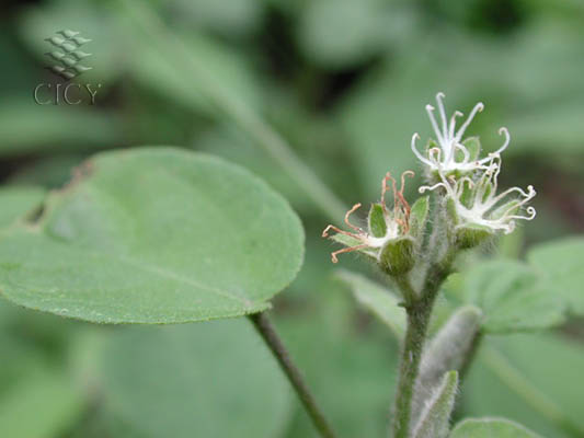 Flora: Península de Yucatán