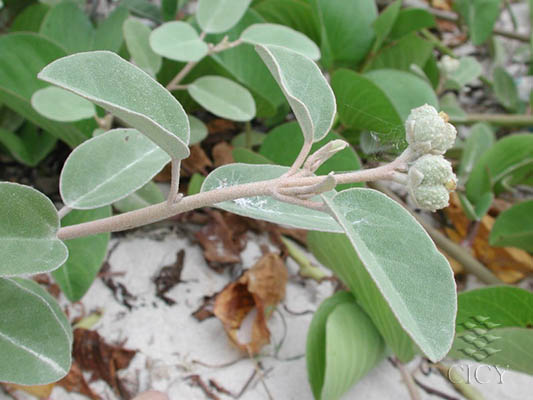 taxón croton punctatus jacq