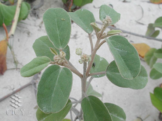 taxón croton punctatus jacq