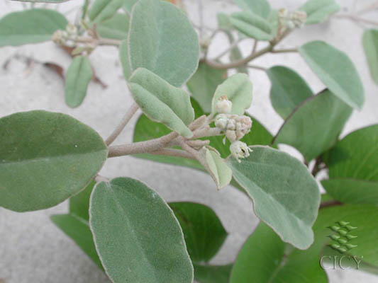 taxón croton punctatus jacq