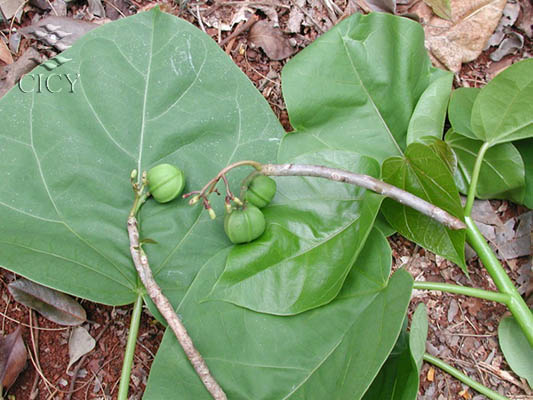 Flora: Península de Yucatán