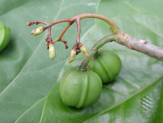 Flora: Península de Yucatán