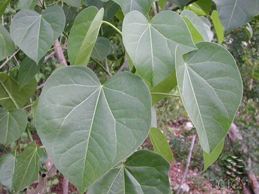 taxón jatropha gaumeri greenm