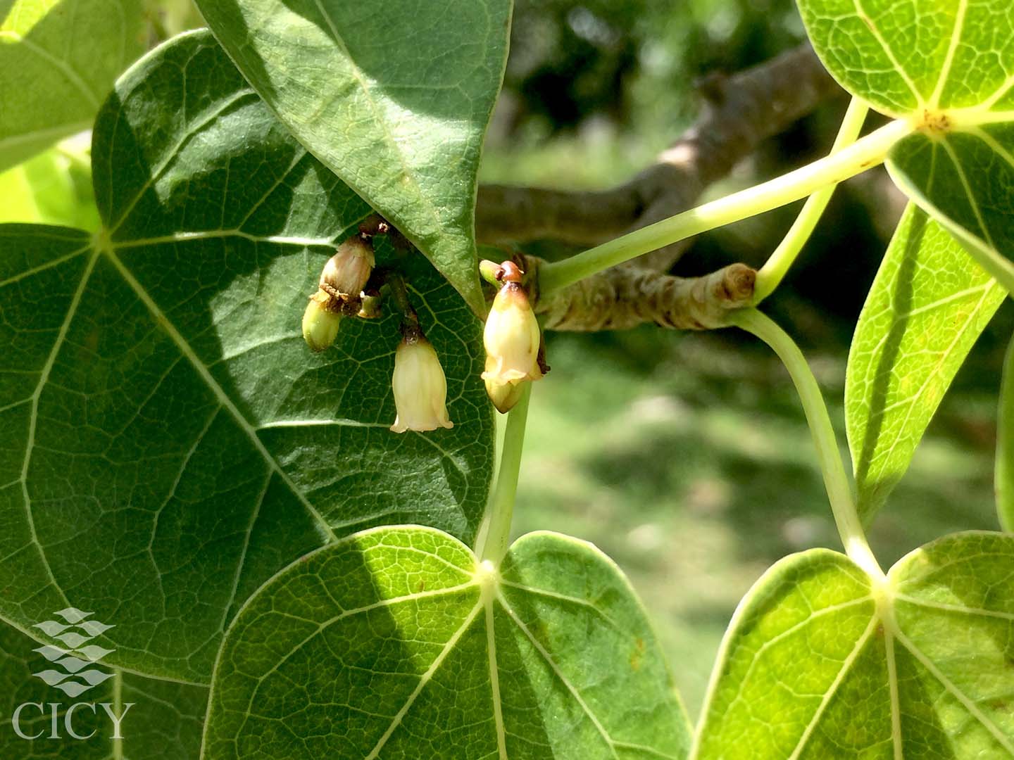 taxón jatropha gaumeri greenm