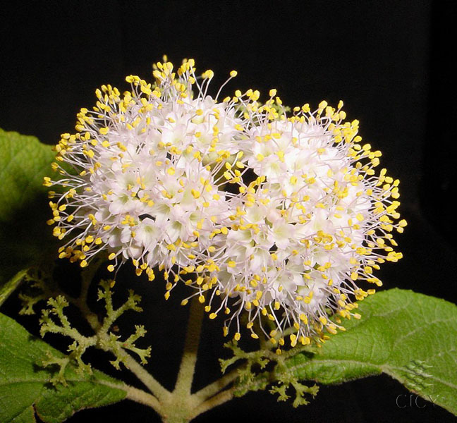 taxón callicarpa acuminata kunth