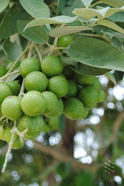 taxón vitex gaumeri greenm