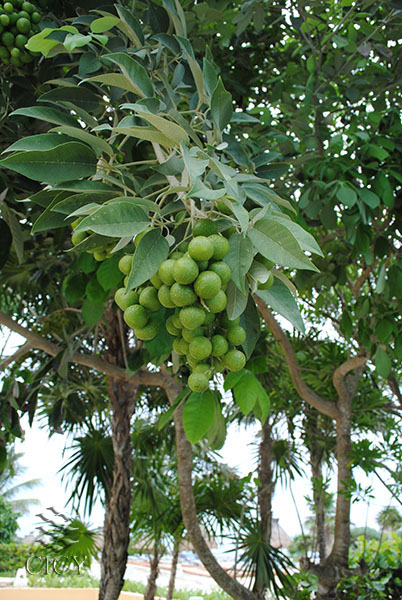 taxón vitex gaumeri greenm