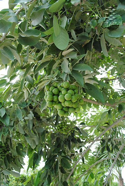taxón vitex gaumeri greenm