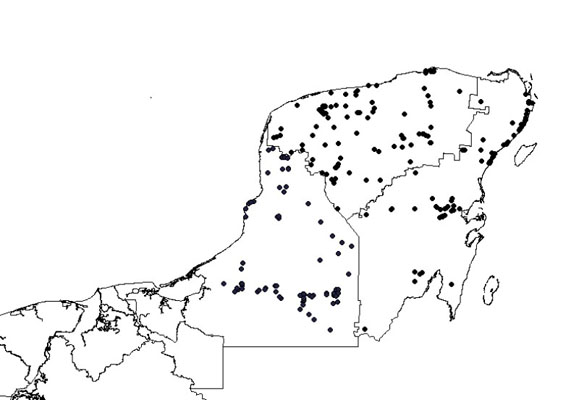Nombres comúnes: box kaatsim, box kassim, box catzin, catzim, kaatsim ...
