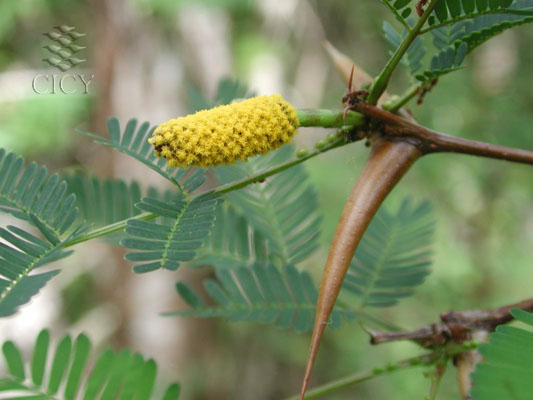 Flora: Península de Yucatán