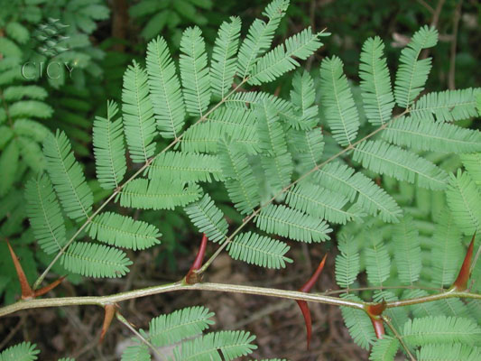 Flora: Península de Yucatán