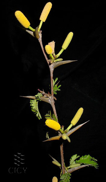 Flora: Península de Yucatán