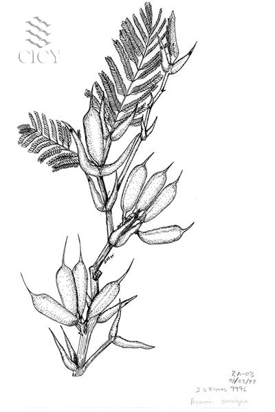 Flora: Península de Yucatán