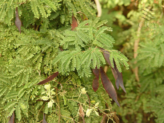 taxón senegalia gaumeri s f blake britton rose