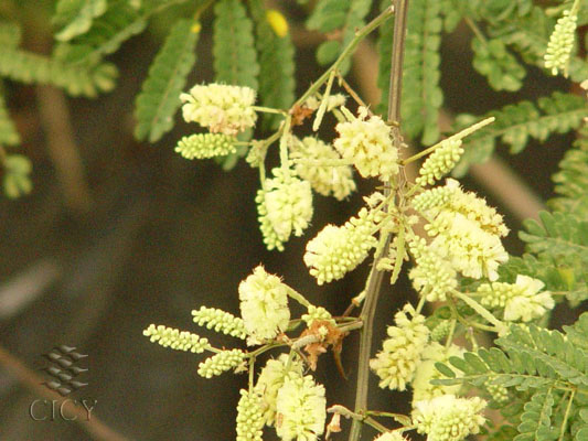 taxón senegalia gaumeri s f blake britton rose