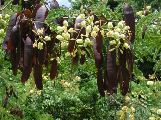 taxón senegalia gaumeri s f blake britton rose