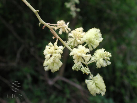 Flora: Península de Yucatán
