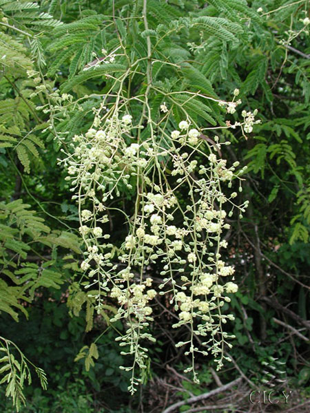 taxón senegalia gaumeri s f blake britton rose