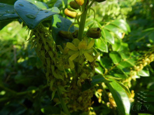 taxón caesalpinia bonduc l roxb