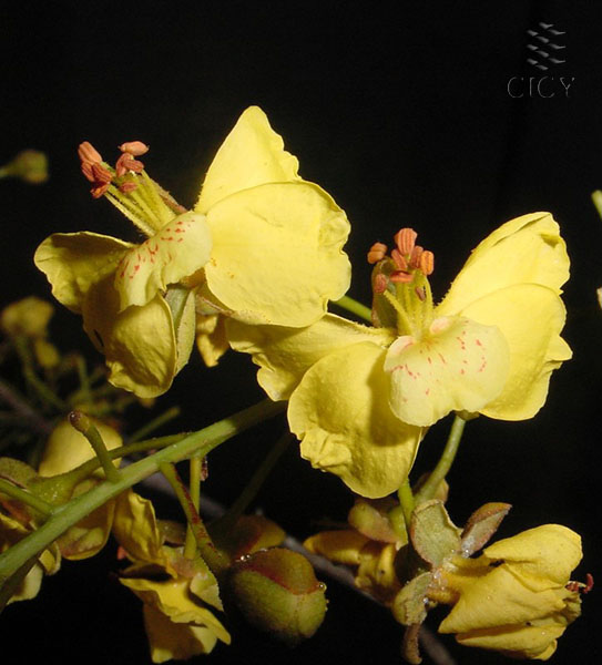 taxón caesalpinia gaumeri greenm