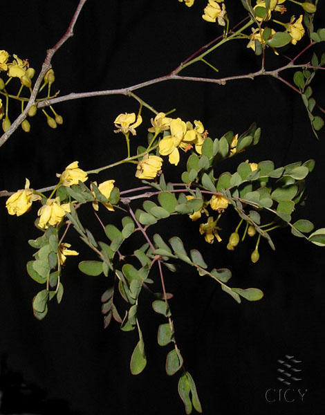 Flora: Península de Yucatán