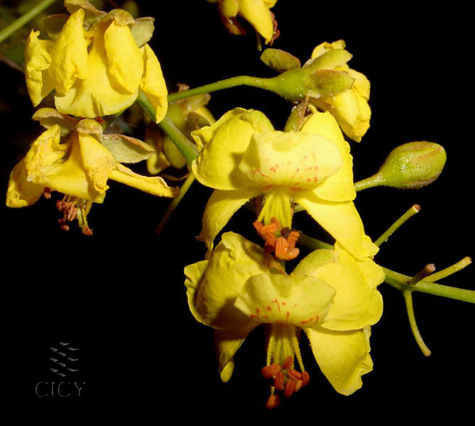 taxón caesalpinia gaumeri greenm