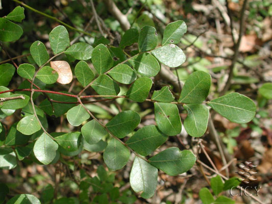 Flora: Península de Yucatán