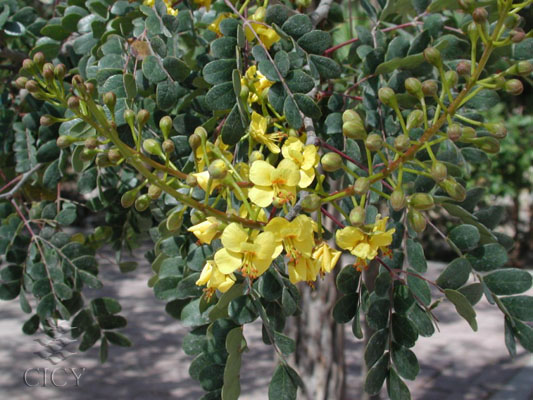 Flora: Península de Yucatán