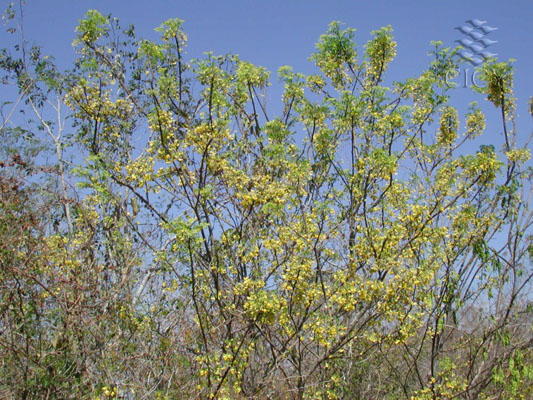 Flora: Península de Yucatán