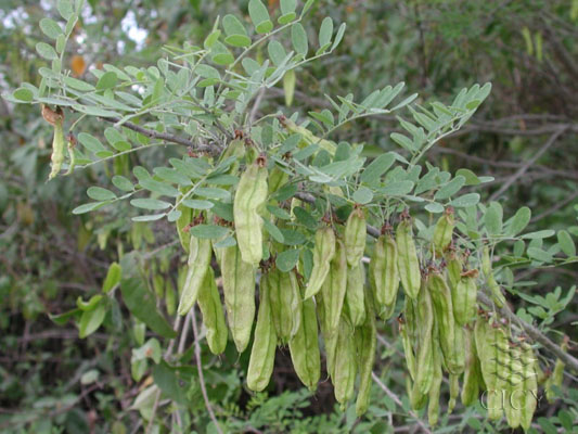 Flora: Península de Yucatán