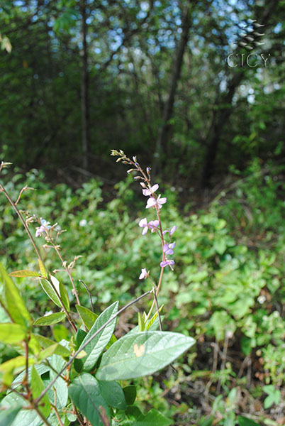 taxón desmodium incanum dc
