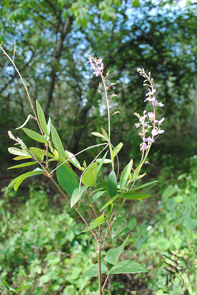 taxón desmodium incanum dc