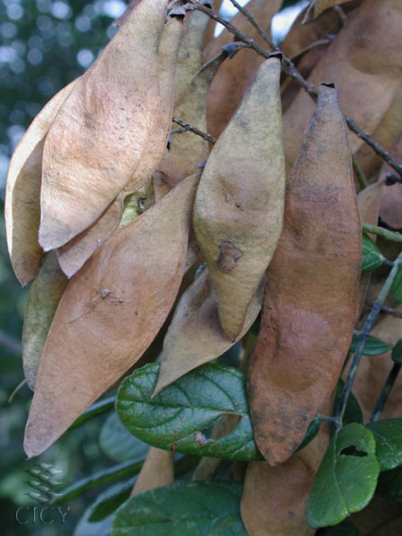 taxón lonchocarpus rugosus benth