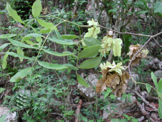 Flora: Península de Yucatán