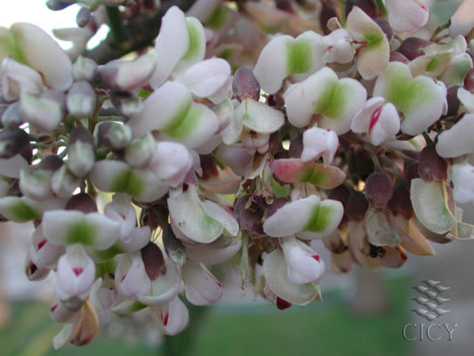 Flora: Península de Yucatán
