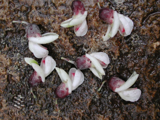 Flora: Península de Yucatán