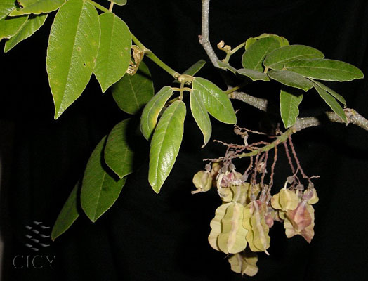 taxón piscidia piscipula l sarg