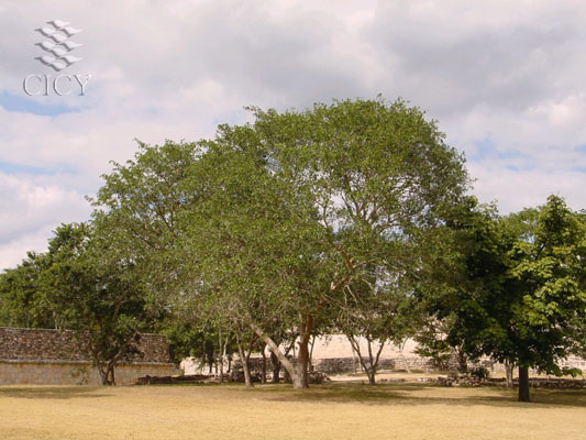 taxón piscidia piscipula l sarg