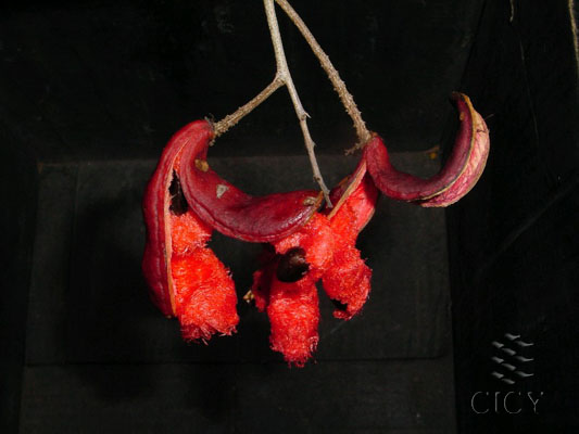 Flora: Península de Yucatán