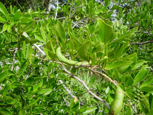 taxón pithecellobium lanceolatum willd benth