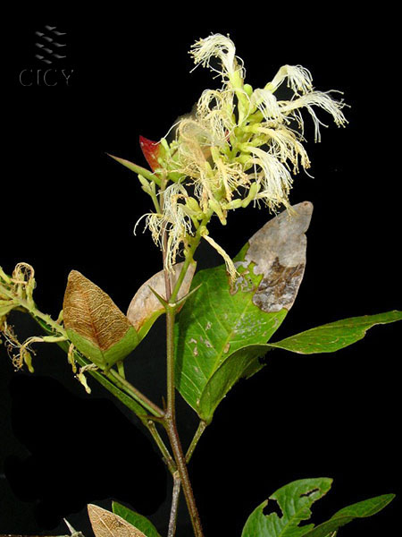 Flora: Península de Yucatán