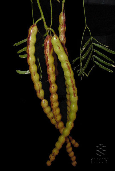 taxón prosopis mayana r palacios