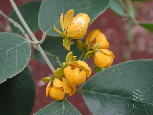 Flora: Península de Yucatán
