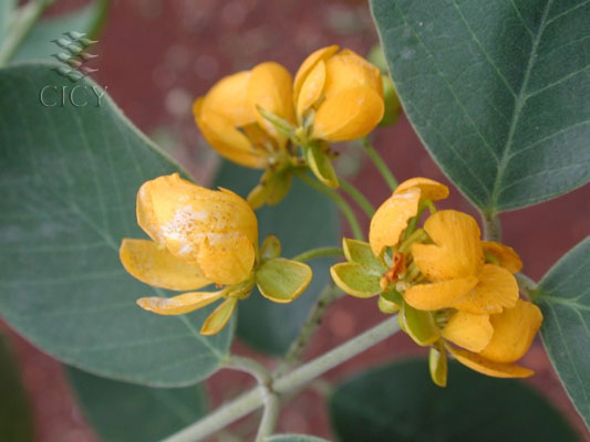 Flora: Península de Yucatán