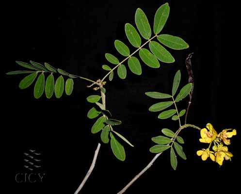 taxón senna racemosa mill h s irwin barneby var racemosa