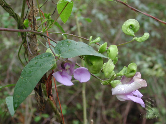 Flora: Península de Yucatán
